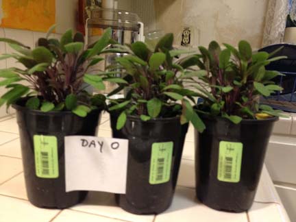 Laura's Auras and Oils: Experiment To Water Plants, Based on Dr. Masaru ...