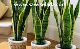 Cara Stek Tanaman Lengkap: Batang, Daun, dan Akar - Sawi Selada