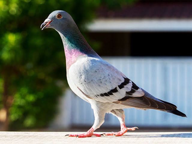 Five Most Expensive Pet Animals in the World