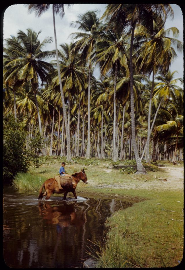 Everyday Life of Puerto Rico in the Mid-1940s Through Amazing Color ...