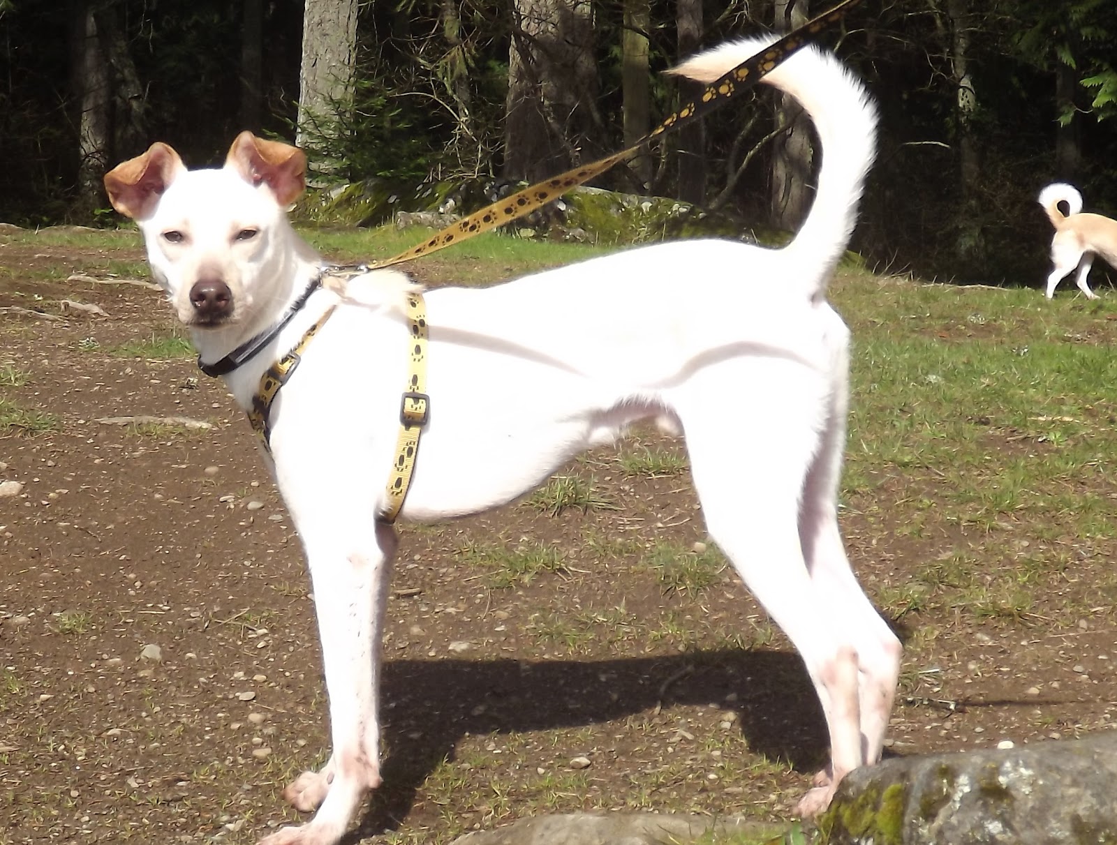 The Foster Report: Memo to Self: Rethink the Fearful Dog Thing Next ...