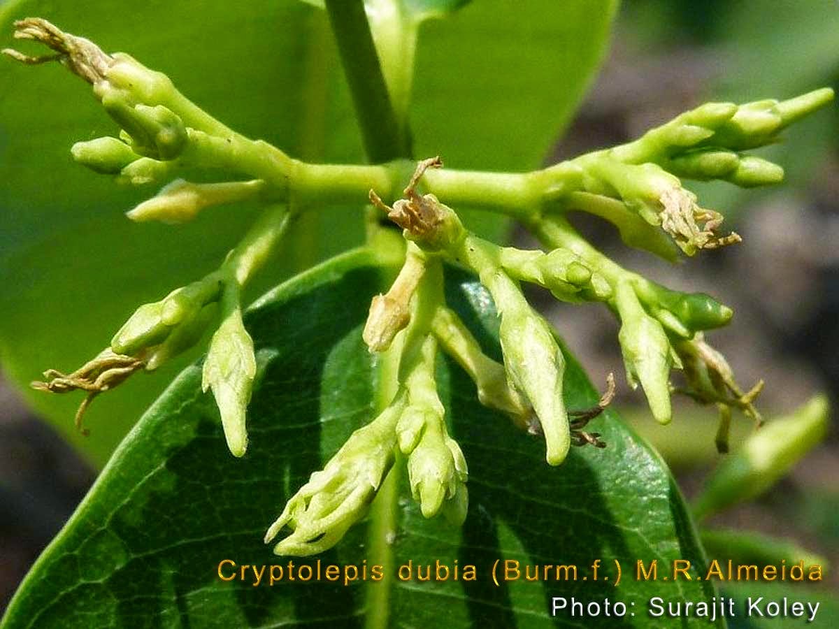 Medicinal Plants: Cryptolepis dubia
