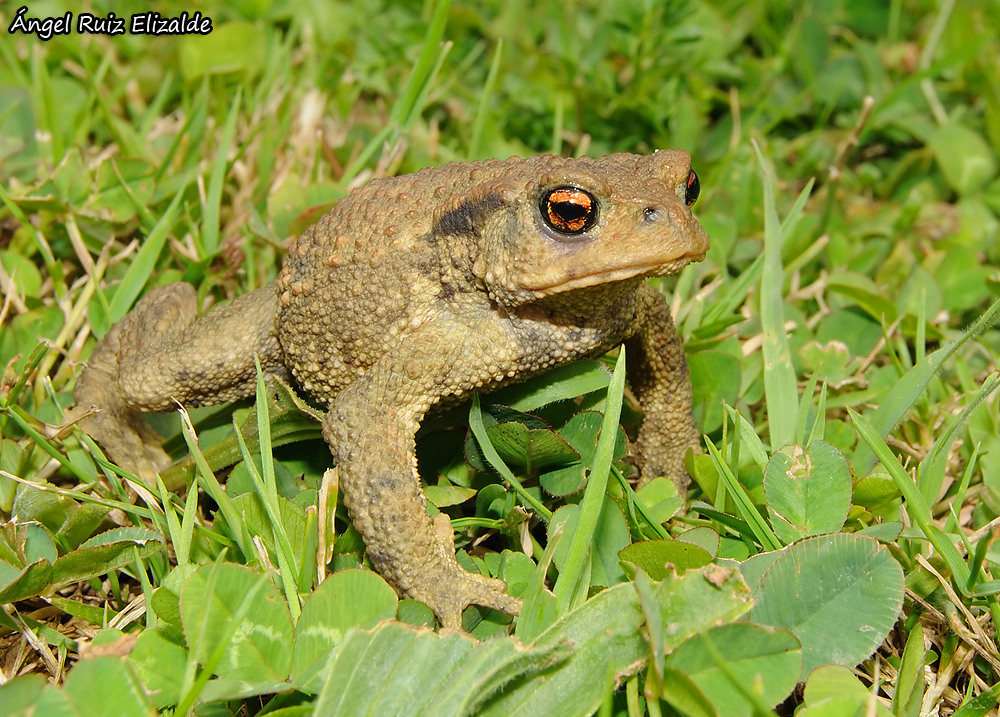 Aves de la Ría de Ajo: Sapo común en mi jardín...
