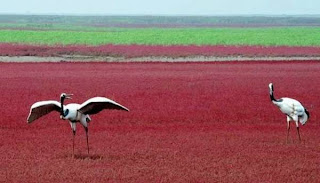 Wallpapers Unlimited: Red Beach in China