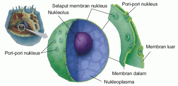 Nukleus (Inti Sel): Fungsi, Struktur dan Gambar Lengkap - BACA CODING
