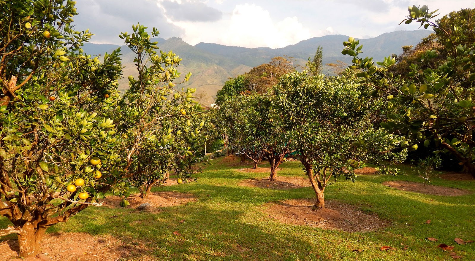 La Gaveta de Aguere: La finca de los árboles de todo el mundo