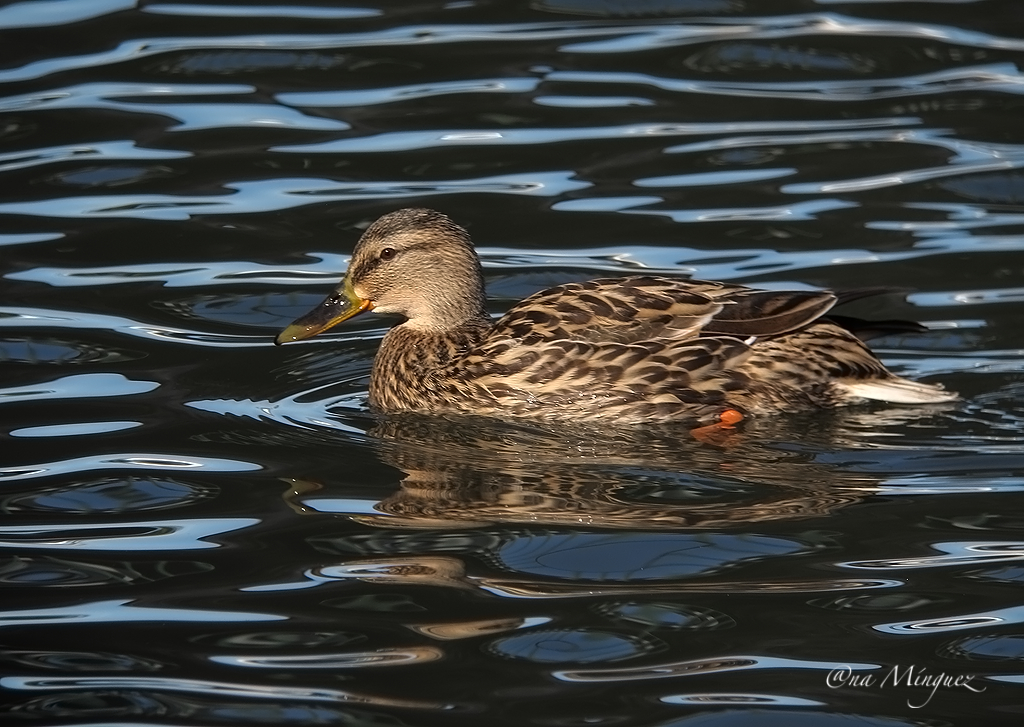 NATURANAFOTOS: Ardeidas, Anades, limícolas/Waterbirds