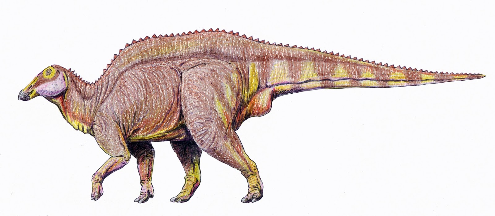 Los animales en la prehistoria: Animales prehistóricos con la letra B