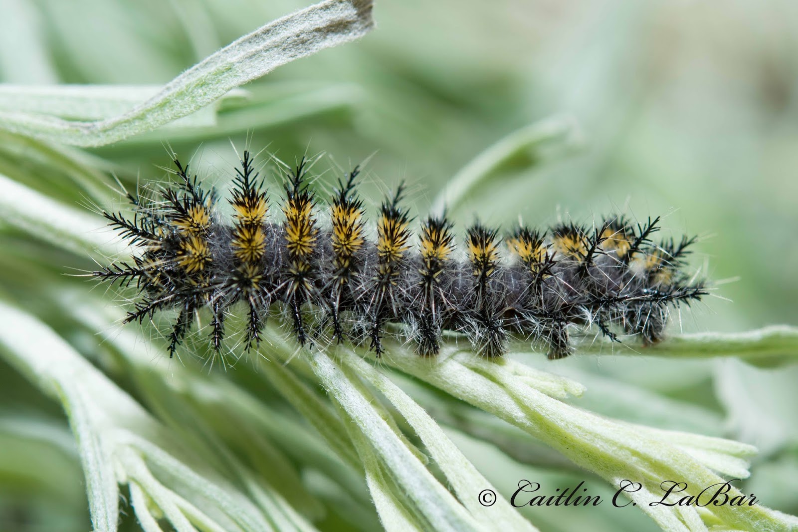 Northwest Butterflies: Species Profile: Hera Buckmoth - Hemileuca hera