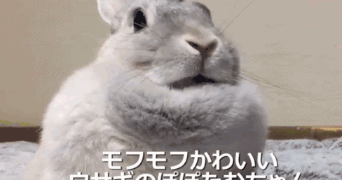 Gray rabbit