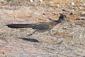 Canadian-Traveler: The Roadrunner