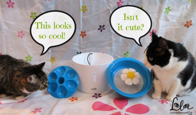 Your Cats Will Love The Catit® LED Flower Fountain! Review and Giveaway ...