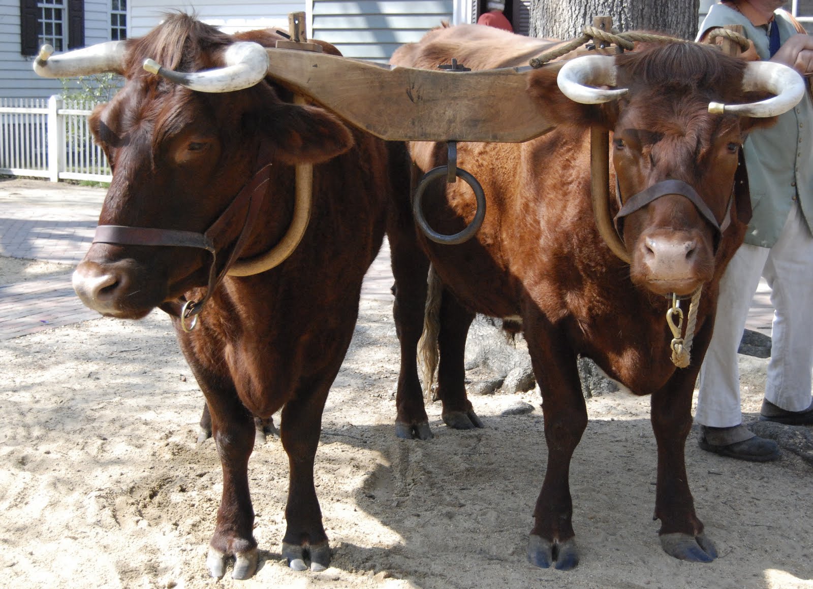 sostinkinhappy: I heart Colonial Williamsburg