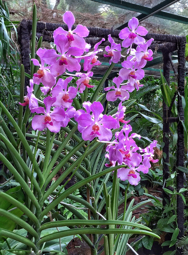 Papilionanda Aileen Chew (Pda. Josephine van Brero x Vanda Tristar Blue)