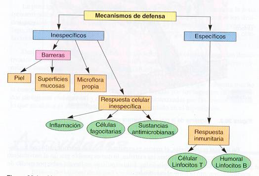 MECANISMOS DE DEFENSA DEL SISTEMA INMUNOLÓGICO - BITS DE CIENCIA OFICIAL