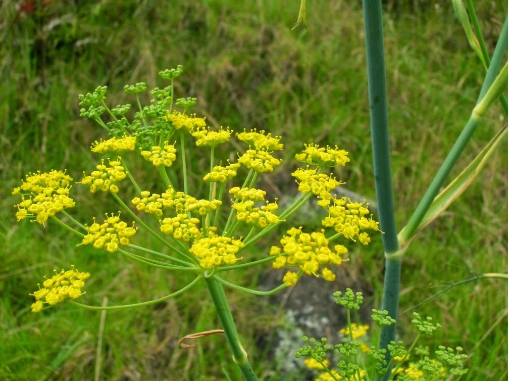 Pondok Ilmu Sosial: 7 Tanaman yang Berkhasiat