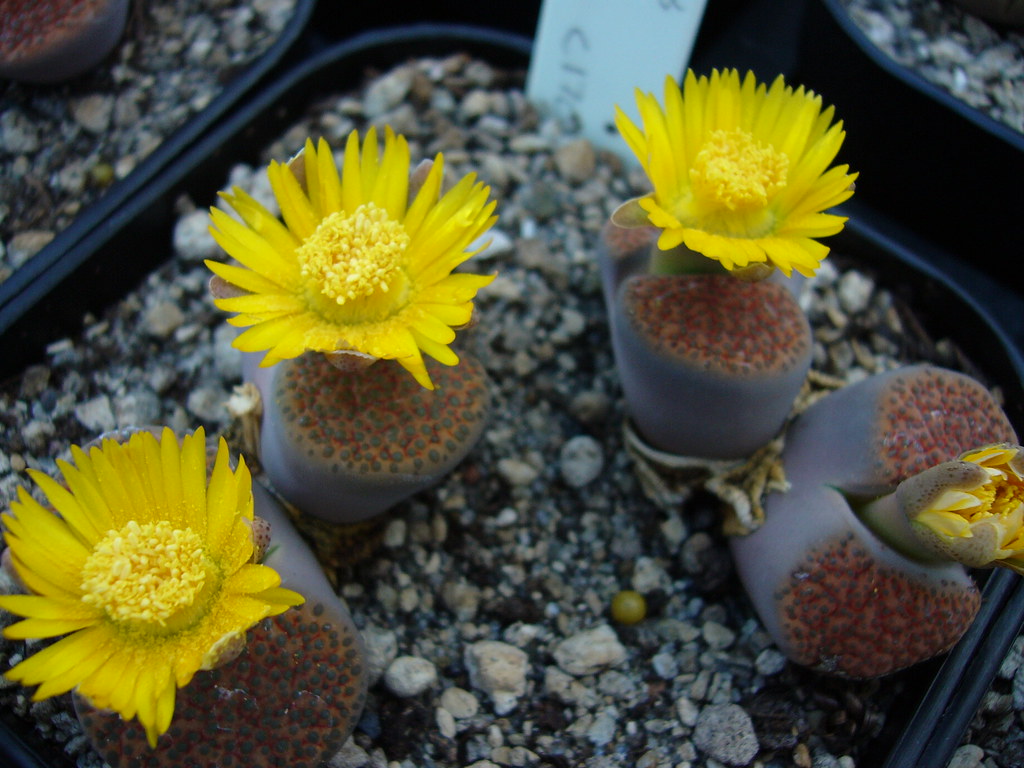 Lithops fulviceps | Travaldo's blog