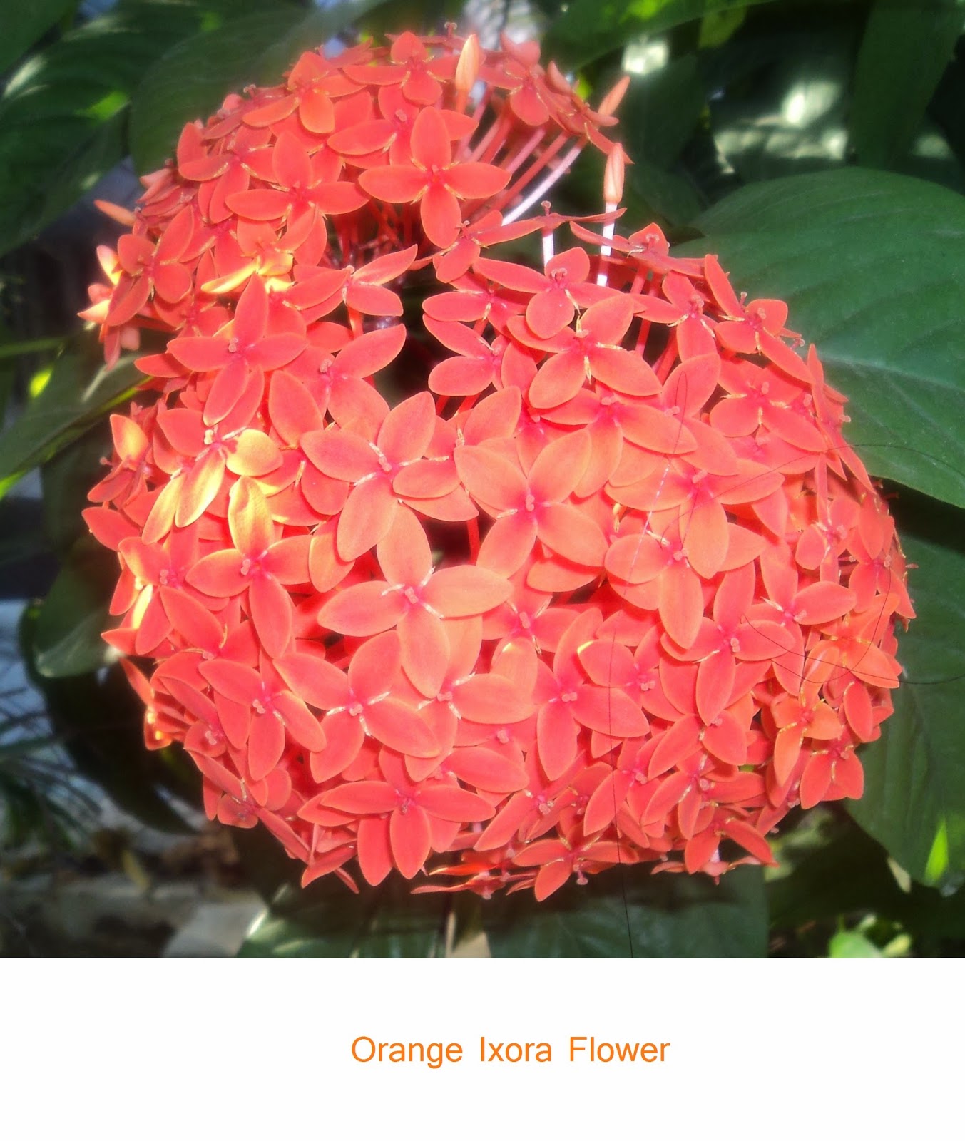 ixora flower for garden - Green Ahmedabad:
