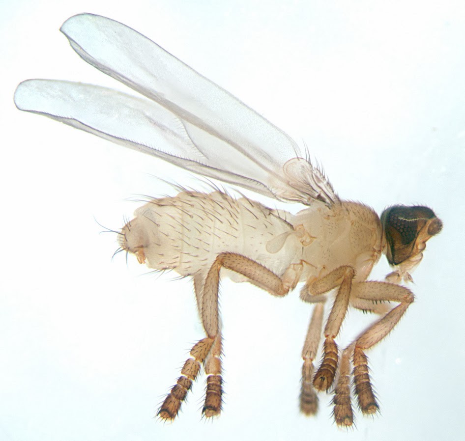Catalogue of Organisms: A Little Bit on Lesser Dung Flies