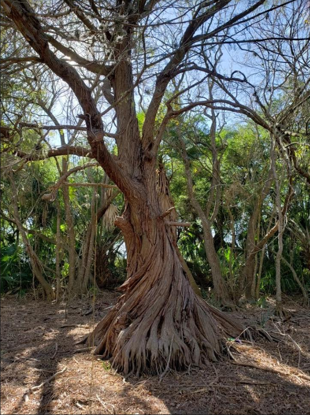 EL RRUN RRUN: WHICH IS REALLY BROWNSVILLE'S OLDEST TREE?