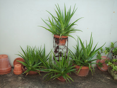 Garden Notes from Hawaii: Aloe Vera