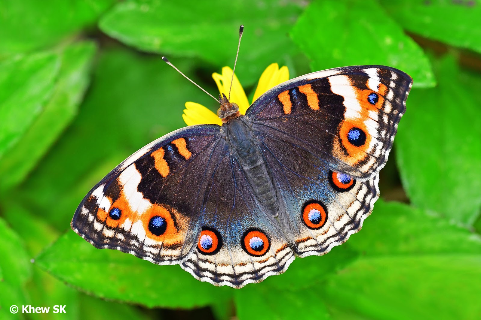 Butterflies of Singapore: Variation or Form?