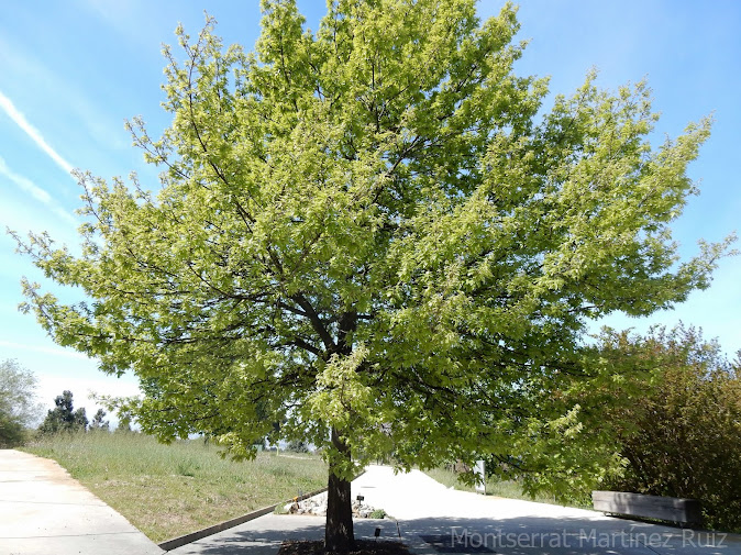 ROBLE ALBAR - BOTÀNIC SERRAT