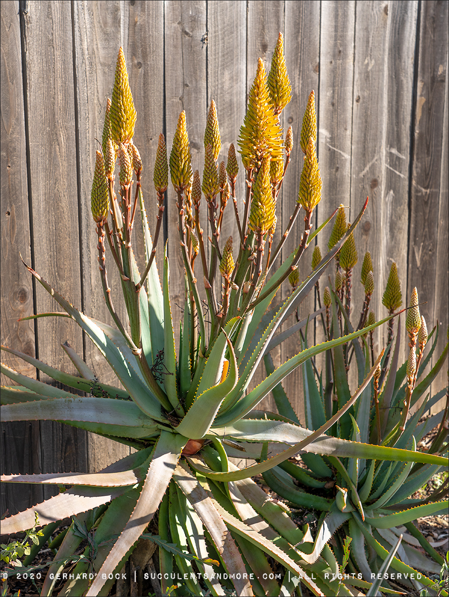 All our aloes want is some ☀️