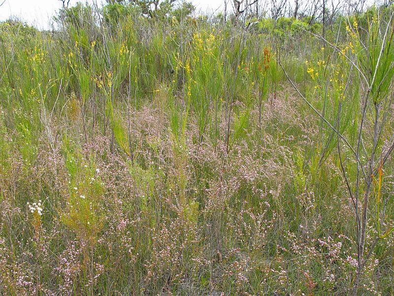 Esperance Wildflowers: Astartea astarteoides – False Baeckea