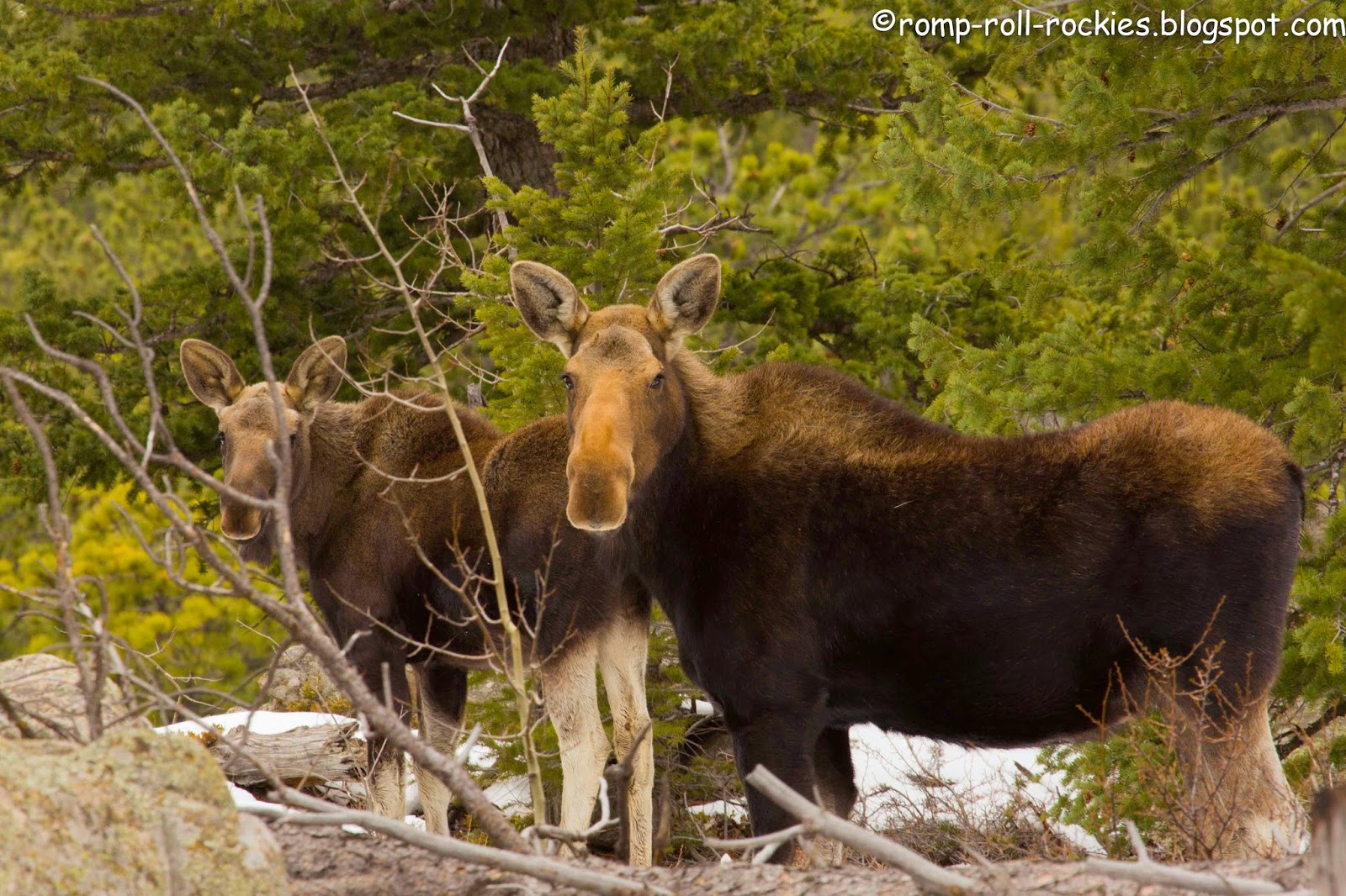 Romping and Rolling in the Rockies: Moose, moose, moose!