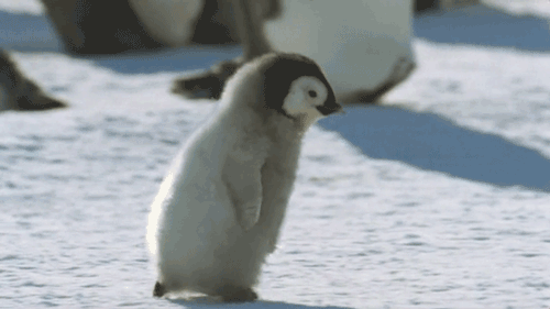 17 Times Baby Penguins Reached Dangerous Levels Of Cuteness. Be Afraid ...