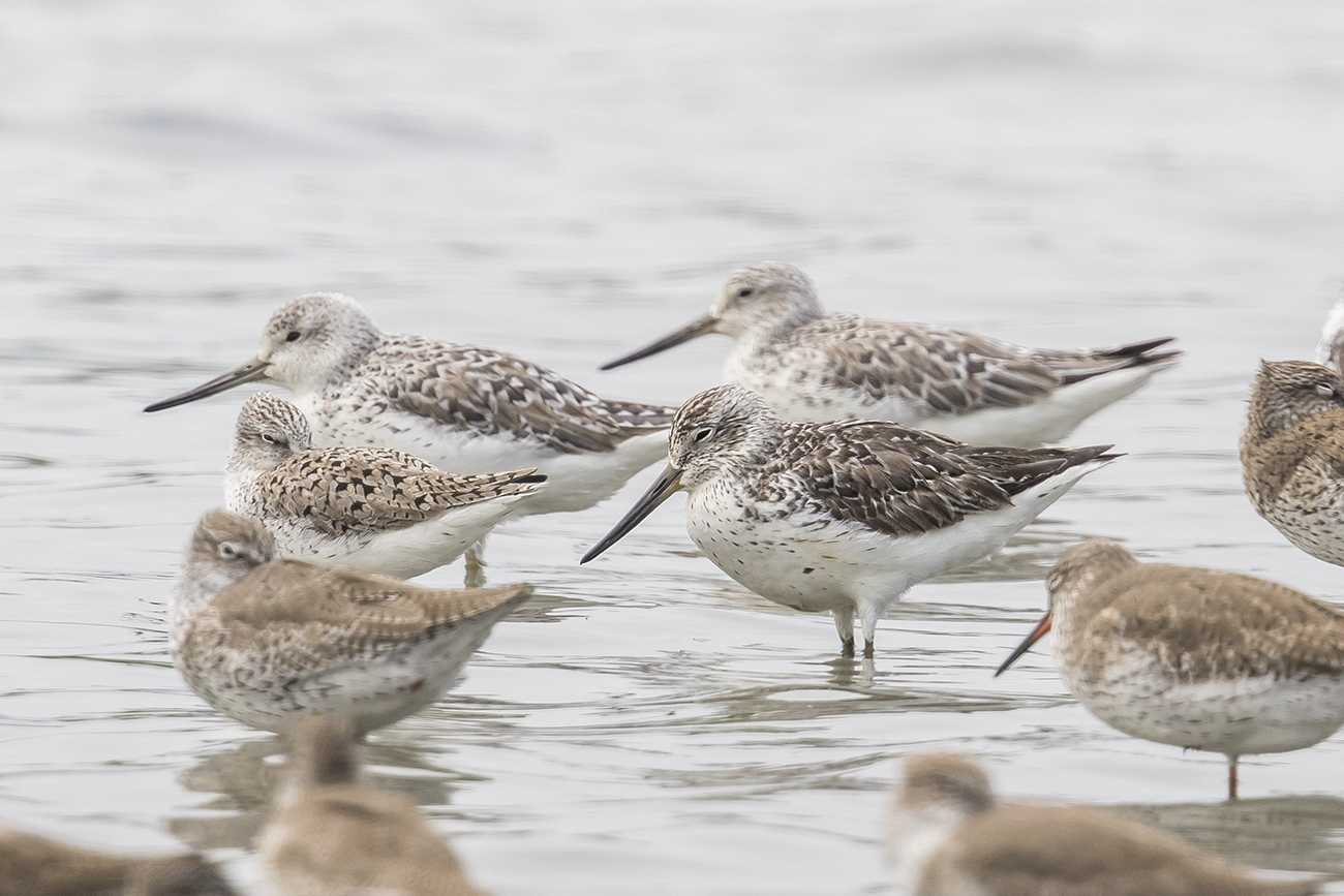 As The Crow Flies - a Hong Kong Birding Blog: Waders Scanner