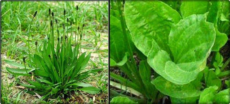 Trputac - Bokvica ima neverovatna lekovita svojstva ~ Za Svaku Bolest ...