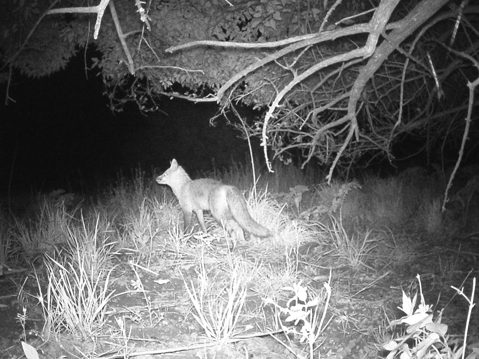 Terrierman's Daily Dose: Red Fox on an Urban Camera Trap