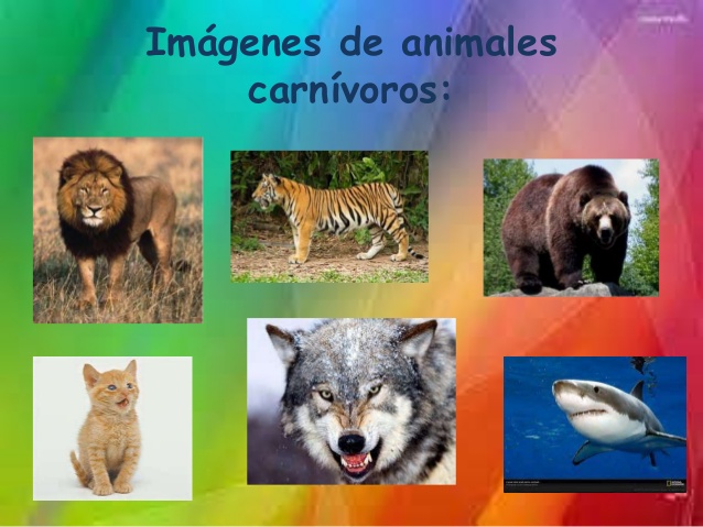Animales Carnivoros Que Son Caracteristicas Que Comen Tipos Donde Images Animales Carnivoros Que Son Caracteristicas Que Comen Tipos Donde Images