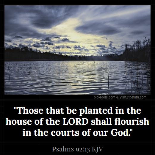 2 Timothy 2:15 Truth: Verse of the Day: Psalms 92:13 KJV