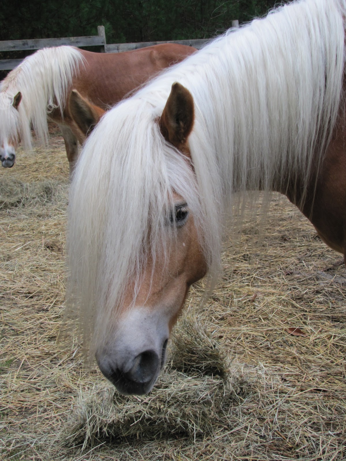 CHILD IN HARMONY: HAY HAPPY HAFLINGERS