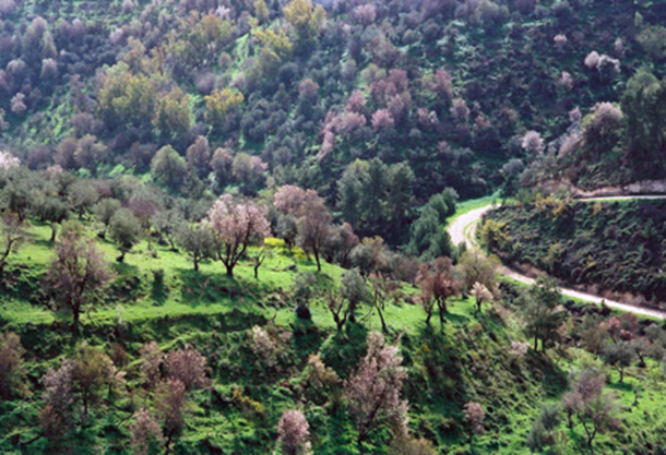 Land of Israel: List of Forests in Israel