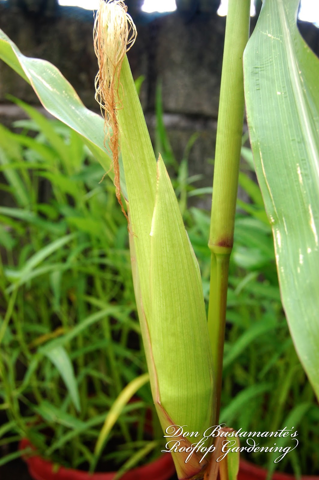 Don Bustamante's Rooftop Garden: Corn [White Waxy] Lagkitan