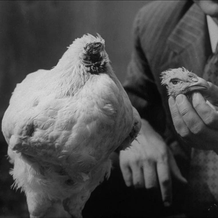 Rachel's SLC History: Spooky SLC: Weird Chicken Tales