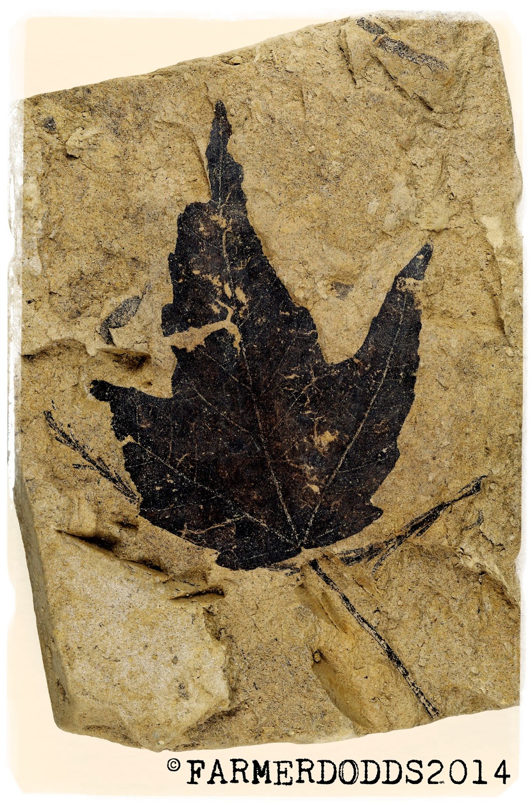 Paleobotany: NEOGENE PERIOD ~ 23.03–2.588 million years ago