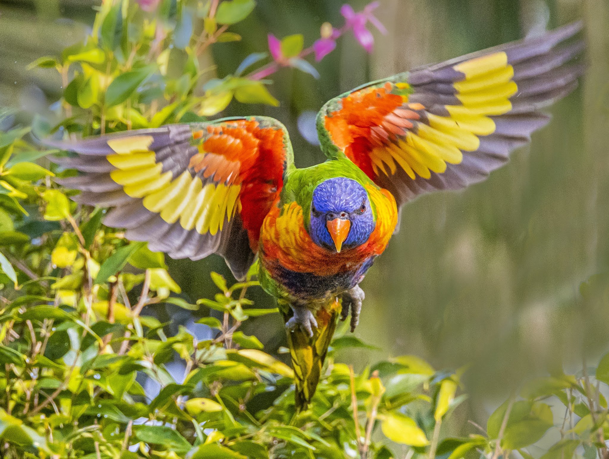 Rainbow Lory Flying
