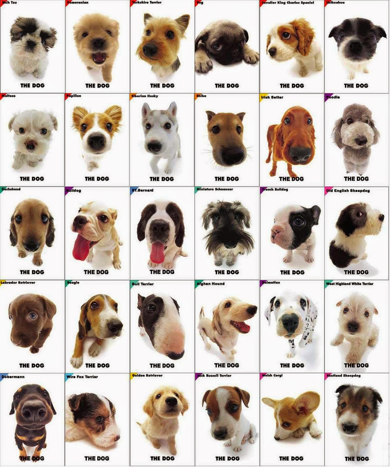 Let's Get To Know Dogs!: Species Identification--An Introduction