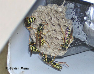 LA CLASIFICACION DE LOS INSECTOS: HIMENÓPTEROS