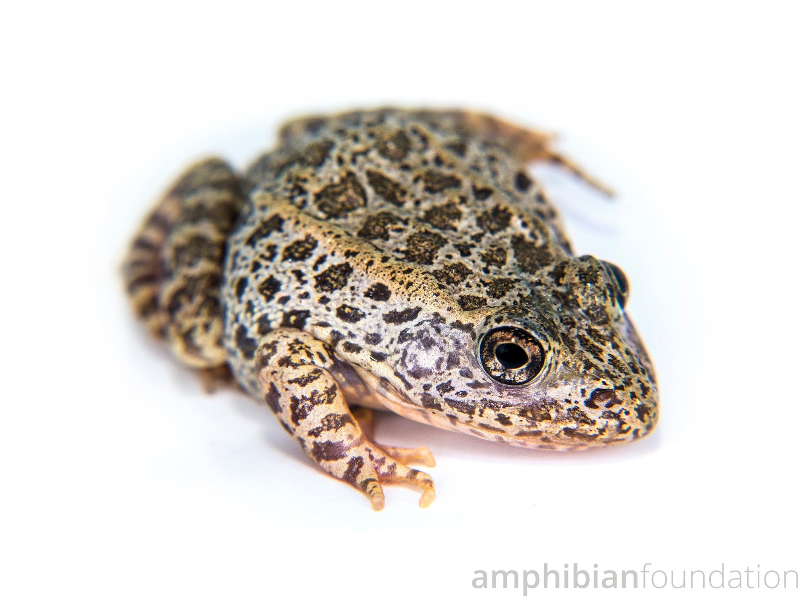 Help Us Find Georgia's Rarest Frog — The Gopher Frog