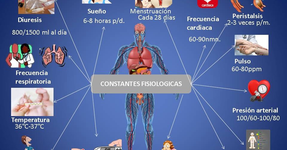 Qu Estudia La Fisiologa Fisiologiaes