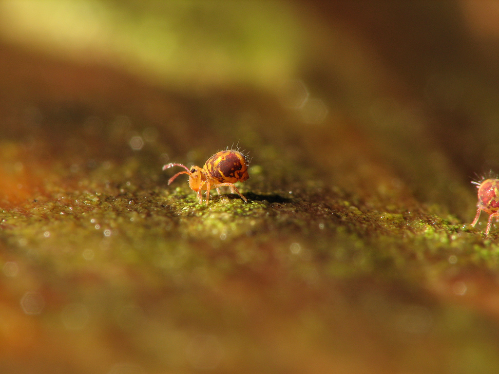 Real Monstrosities: Springtail