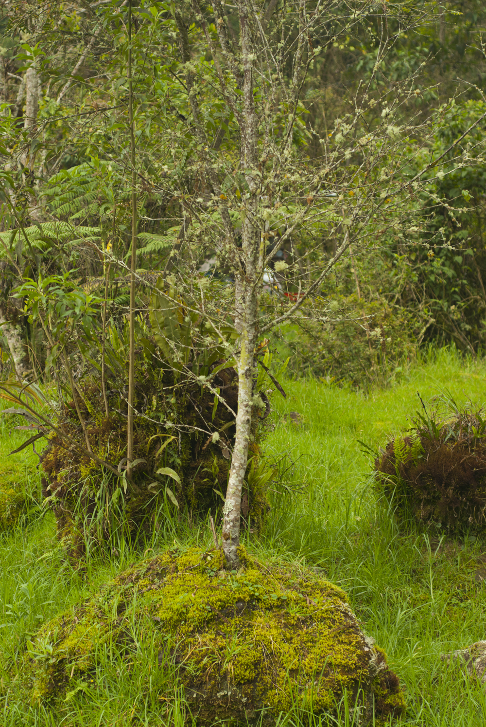 VIVERO HABITAT NATIVO: ARBOL ENCENILLO