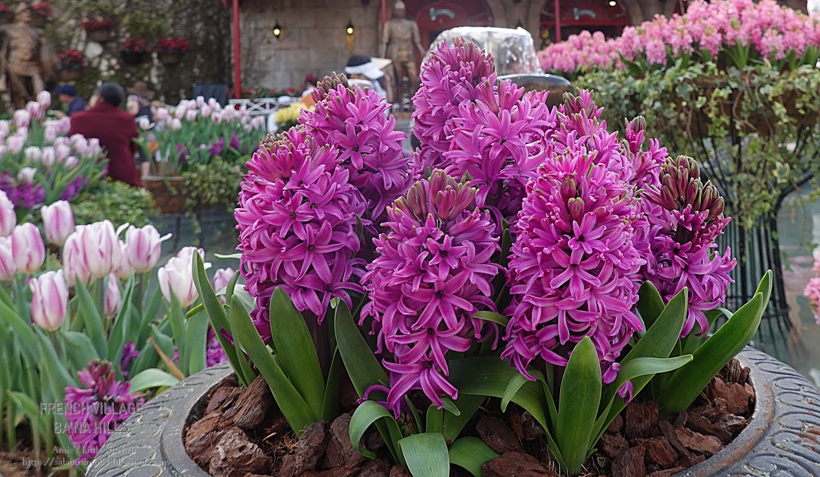 Cantiknya Tulip! Harumnya Hyacinth di French Village Ba Na Hills ...