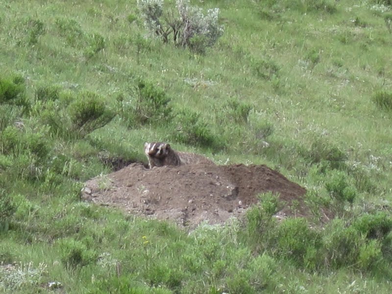 The Scallywagon: YOU SKIN GRIZ', PILGRIM? Yellowstone National Park